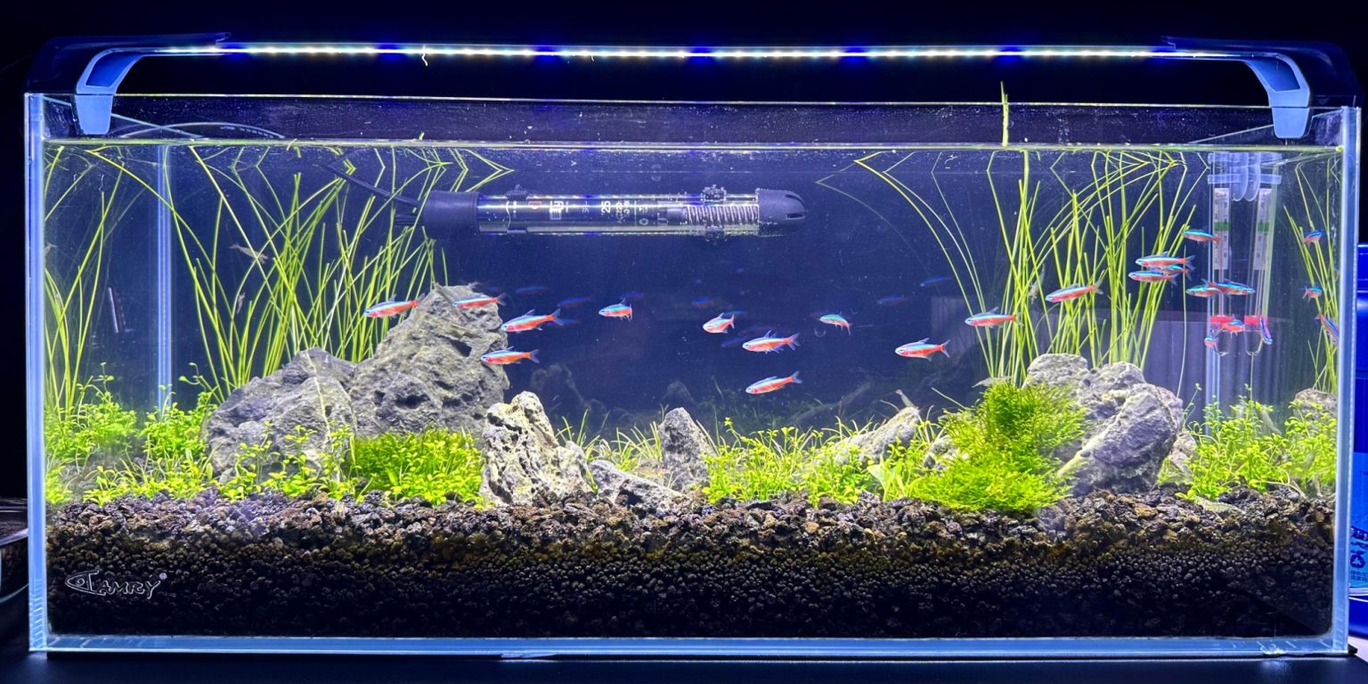 A Beginner’s Guide To Keeping Neon Tetras (and Making Them Shine!) 2026