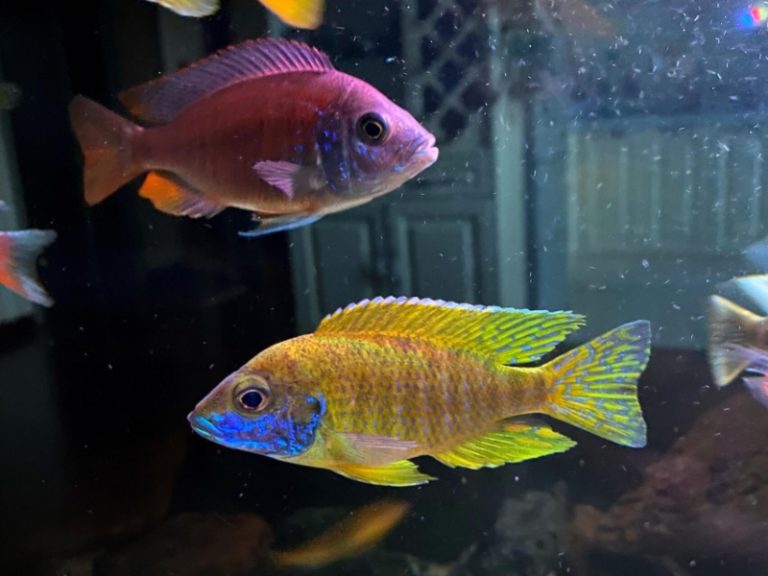 Cichlids Care Guide (Tank Setup, Water Needs, And Feeding) - Aquarium Grow