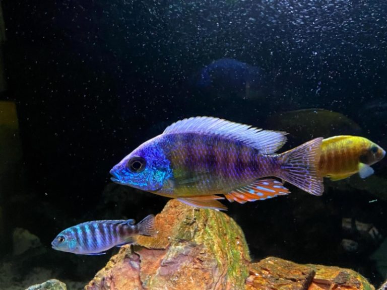 Cichlids Care Guide (Tank Setup, Water Needs, And Feeding) - Aquarium Grow