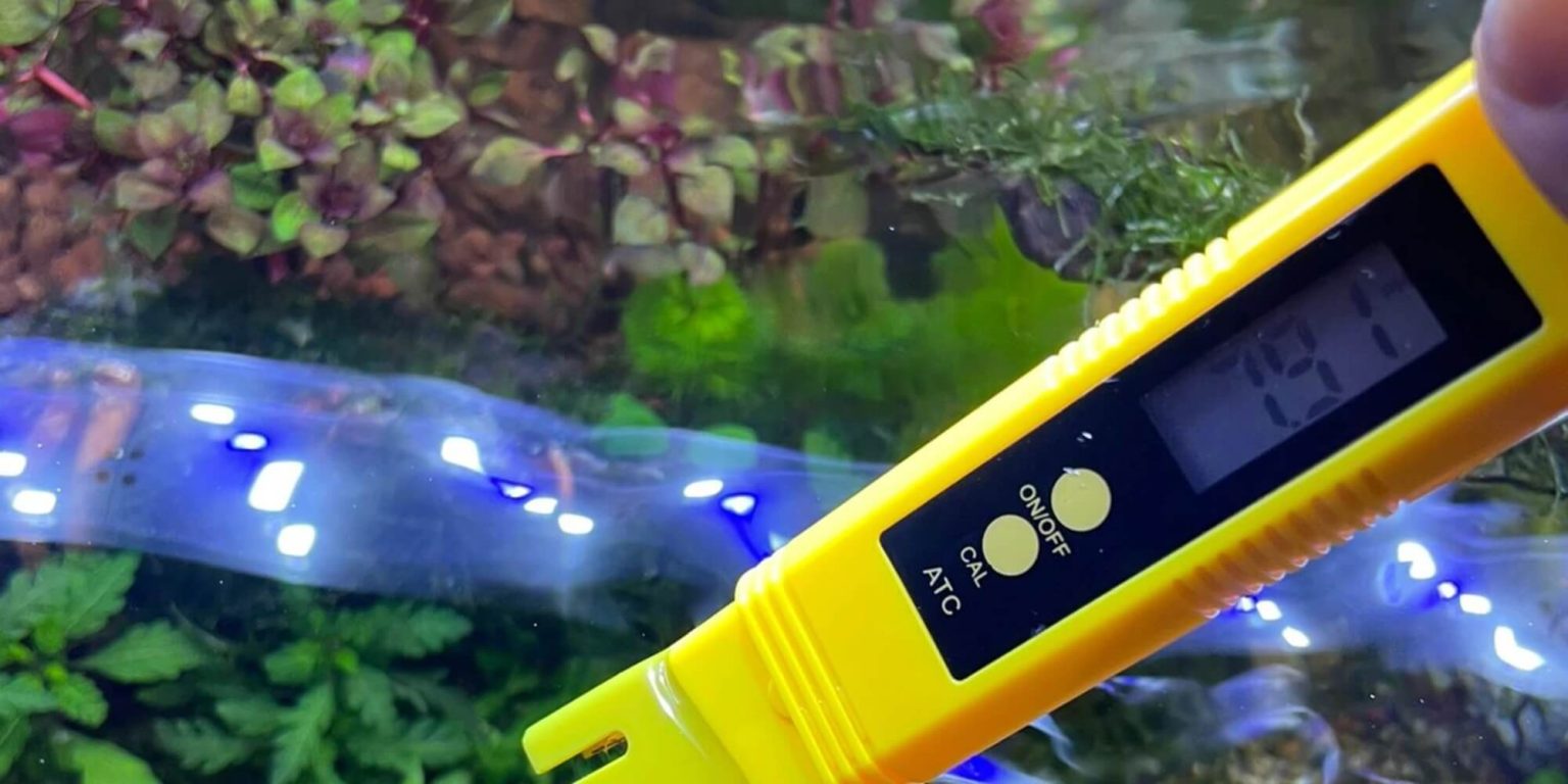 How To Raise PH In Your Aquarium: Safe & Simple Ways (2025 Guide)